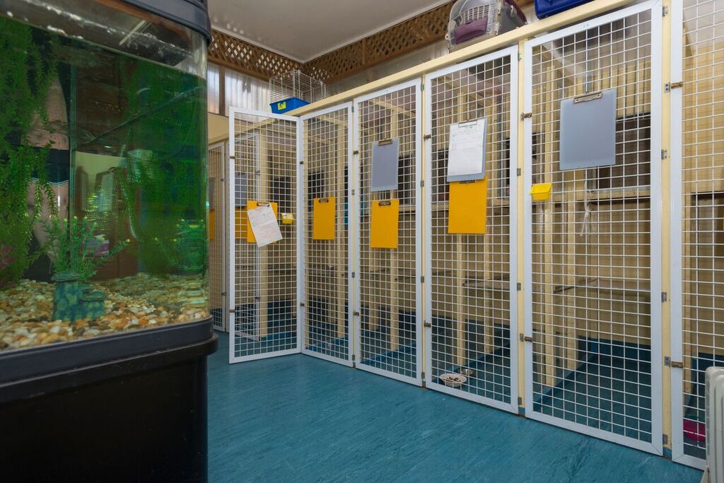 Auckland Cattery | Qualified Pet Services